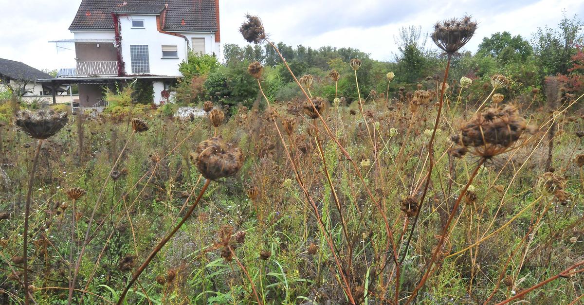 Weg für neues Frei-Weinheimer Wohngebiet geebnet